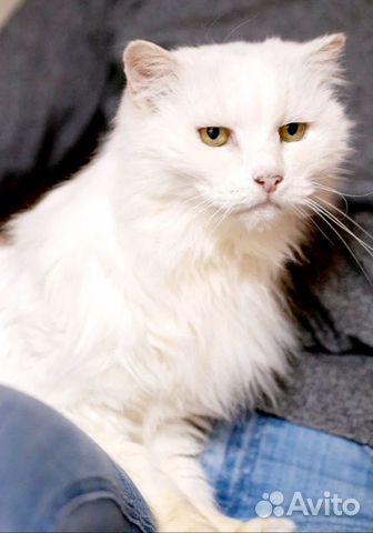 Чудесный кот Дейв ждёт особенную семью.Лесной прию