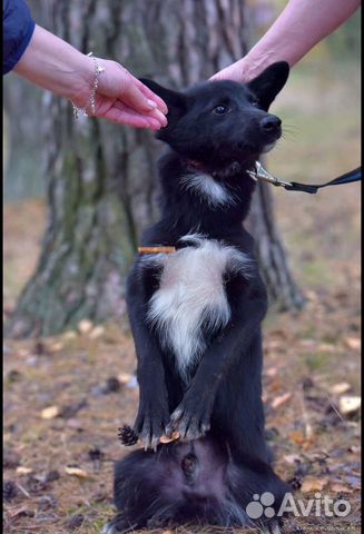 Ищет дом мелкий пёсик Ларик