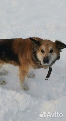 Миша ищет новый дом.Отзовись хозяин