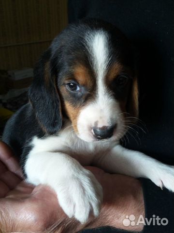 Щенки эстонской гончей