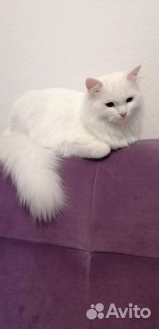 Котик турецкой ангоры