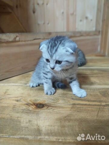 Шотландские вислоухие котята
