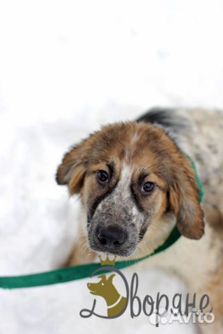 Дон-Жуан в добрые руки