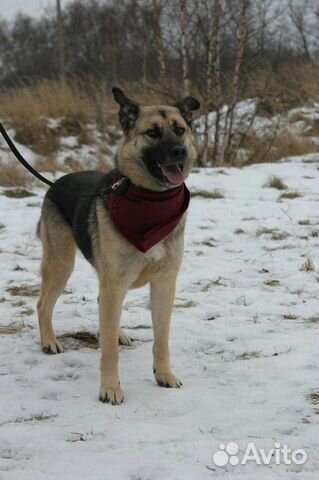 Твикс 1,5 года в дар