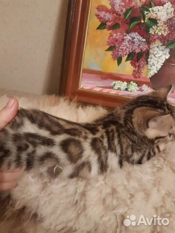 Бенгалы с документами