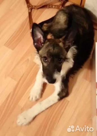 Щенок 8 мес
