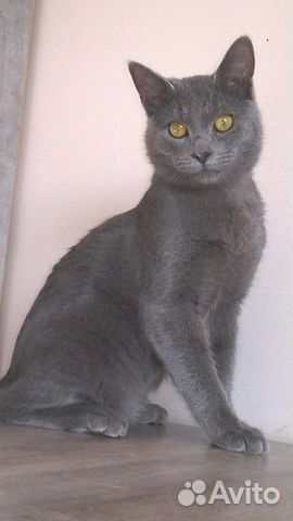 Котик Гриша