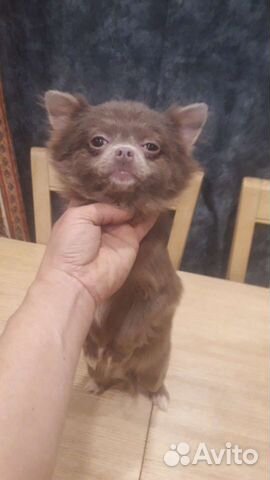 Чихуахуа мини девочка цвет Ирис