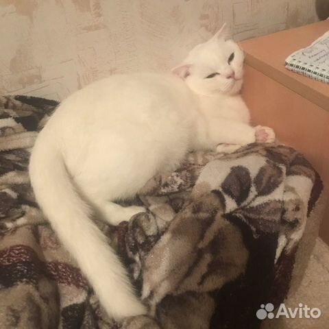 Отдам шотладскую кошку