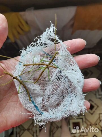 Палочник аннамский