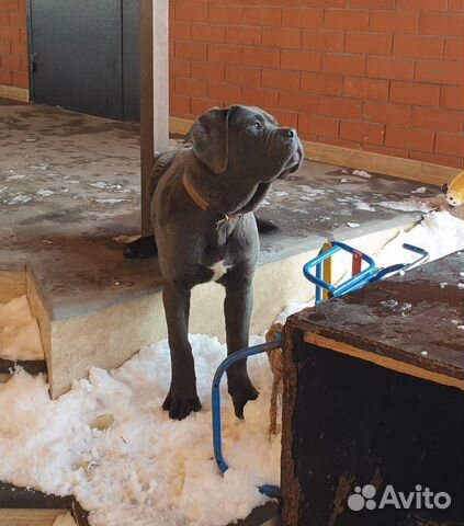 Щенок серый мальчик Кане Корсо