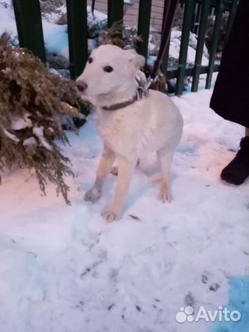 Щенок дворянин