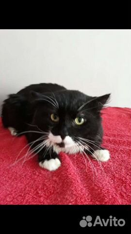 В добрые руки