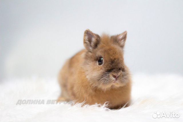 Карликовый кролик львиноголовый, желтый оттер