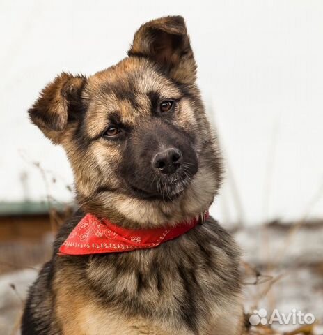 Торри ищет хозяина