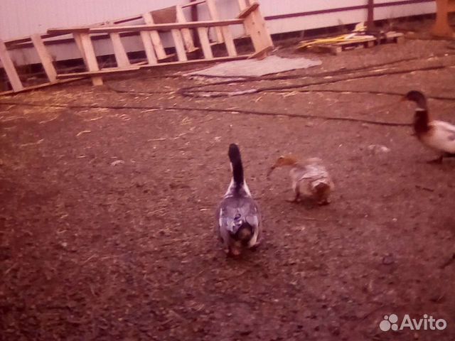 Яйца утиные инкубационные