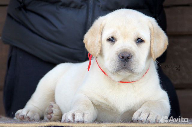 Лабрадор белоснежные щенки