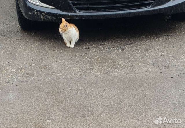 Котенок мальчик