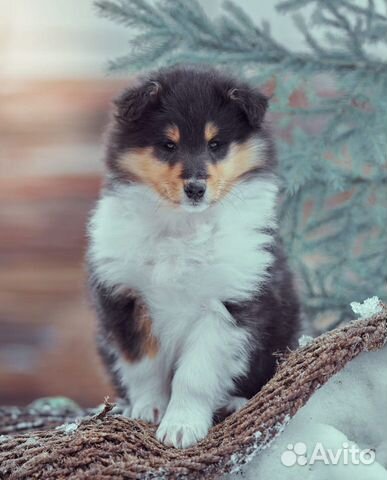 Брутальный мачо