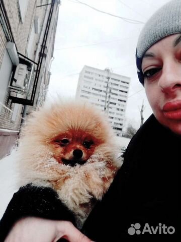 Шпиц померанский Золотое облачко