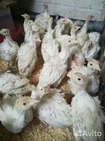 Индюшата 2 месяца