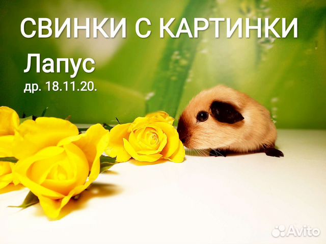 Морские свинки