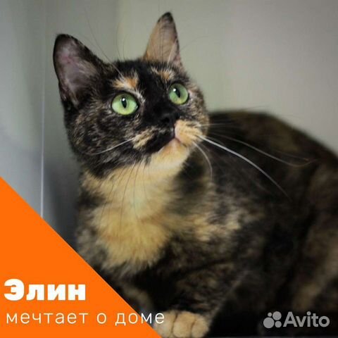 Элин, невероятно трогательная, нежная кошка 1 год