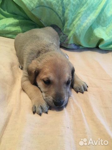 Щенок 1 месяц