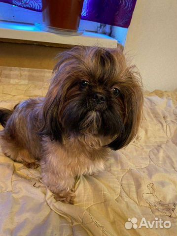 Ши-тцу Мальчик