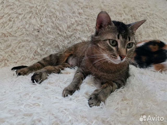 Кошка в добрые руки