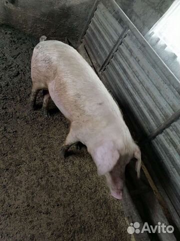 Хряк на племя