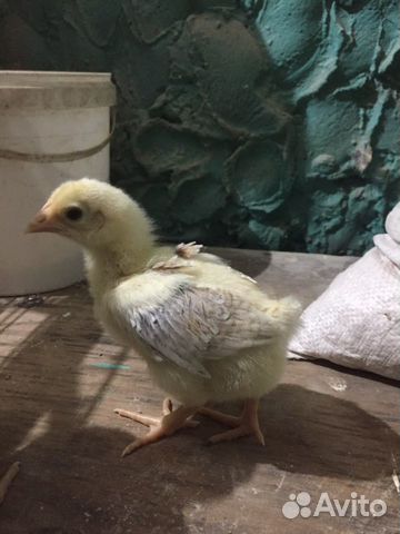 Молодая семья, вылуп 7 апреля 8 курочек и петушок