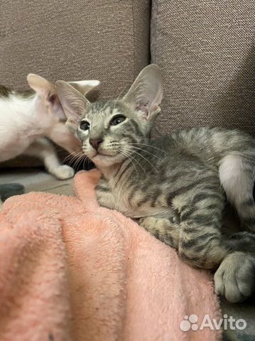 Кошечка ориентальная