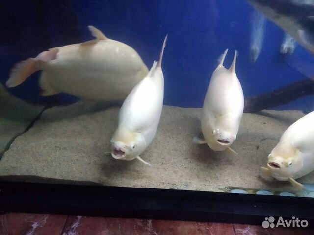 Альбино паку