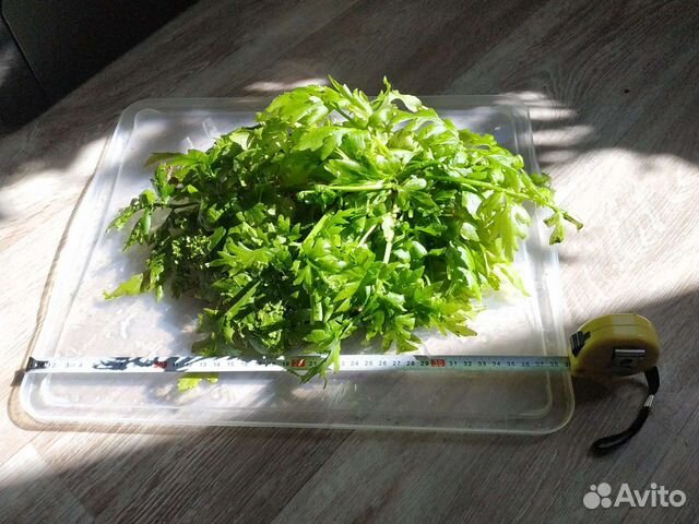 Мох крыловидный