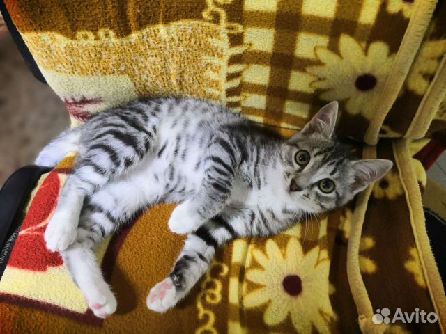 Котёнок 3 мес