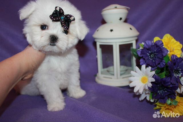 Красавчик мальтезик 2 мес