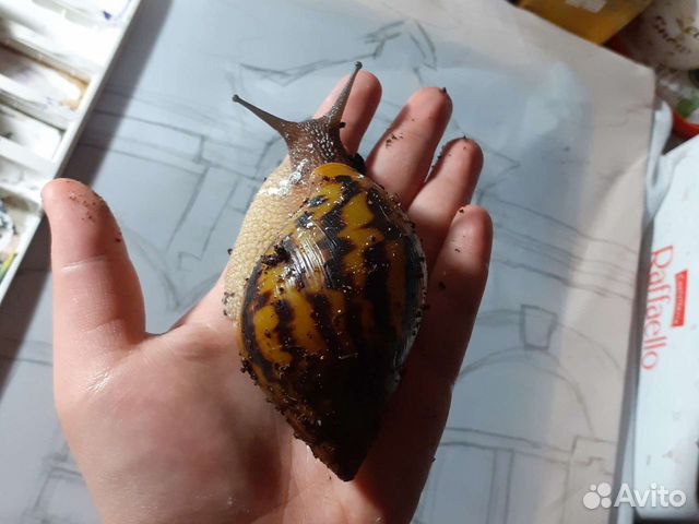 Улитки ахатины тигр