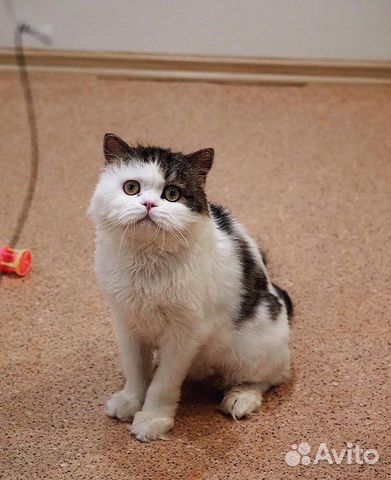 Котик Агат в добрые руки
