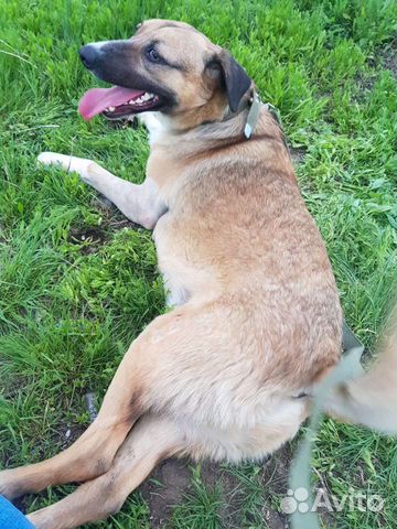 Собака в добрые руки привезу