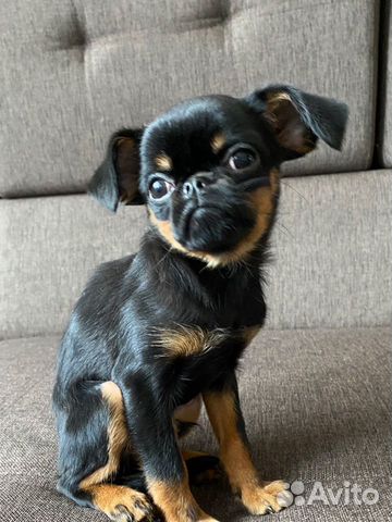 Пти брабансон. Щенок. Мальчик 3 мес