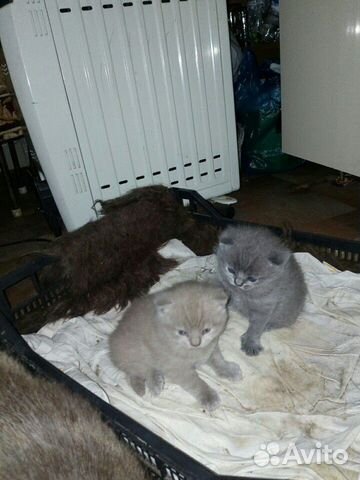 Шотландская