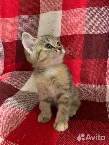 Сказочная девочка-британка