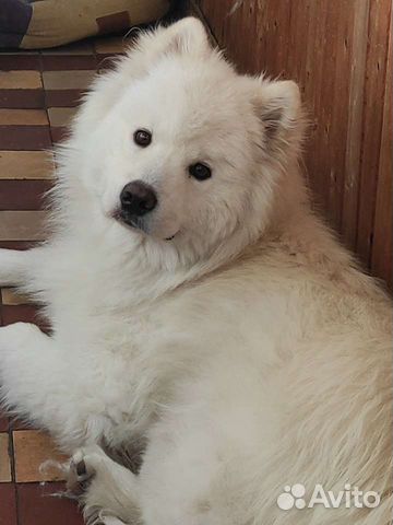 Отдам в добрые руки кобеля самоеда