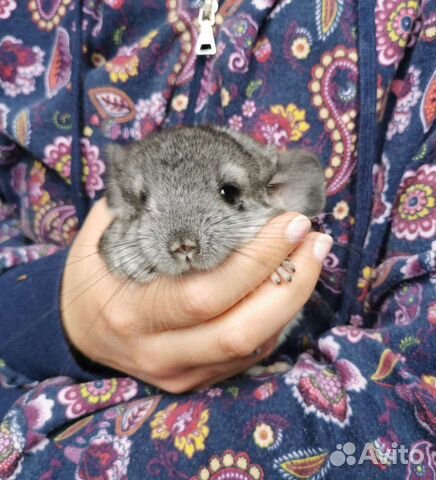 Шиншилла, шиншилленок
