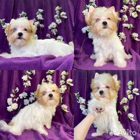 Шикарные мальчики йорка редких окрасов