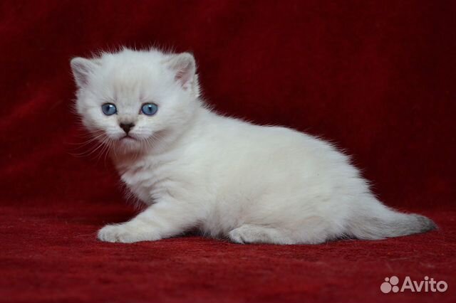 Шотландские котята (Скоттиш-фолд и Скоттиш-страйт)