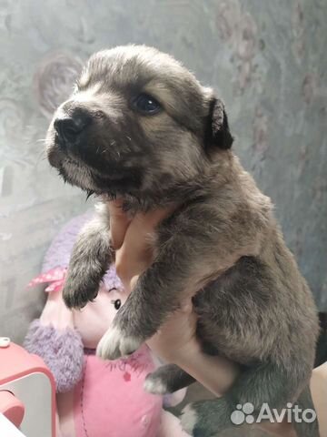 Щенок,для двора