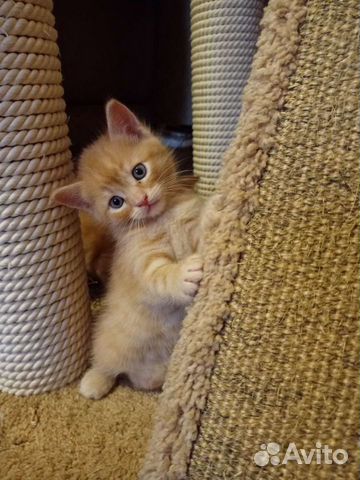 Котята в дар