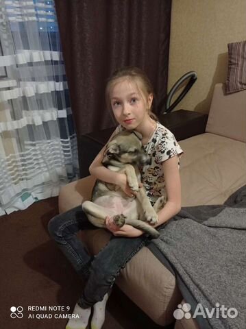 Щенок в добрые руки бесплатно